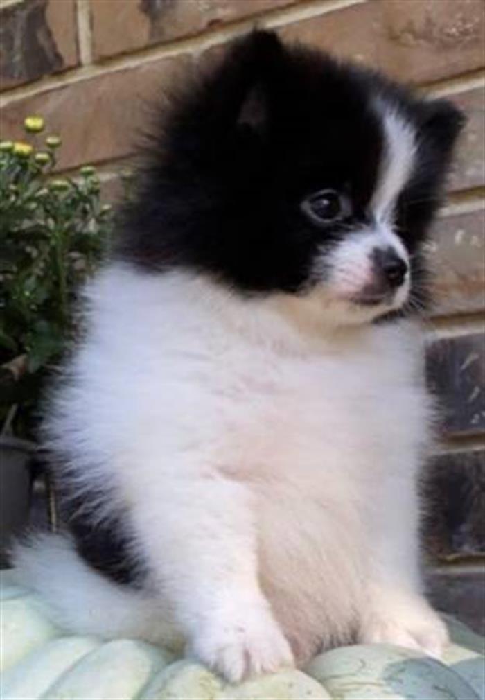 CUCCIOLO DI POMERANIA BIANCO INESTIMABILE PER L`ADOZIONE