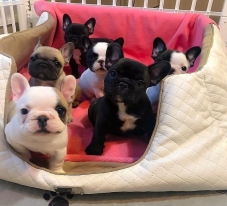 Bellissimi cuccioli di Bulldog francese 