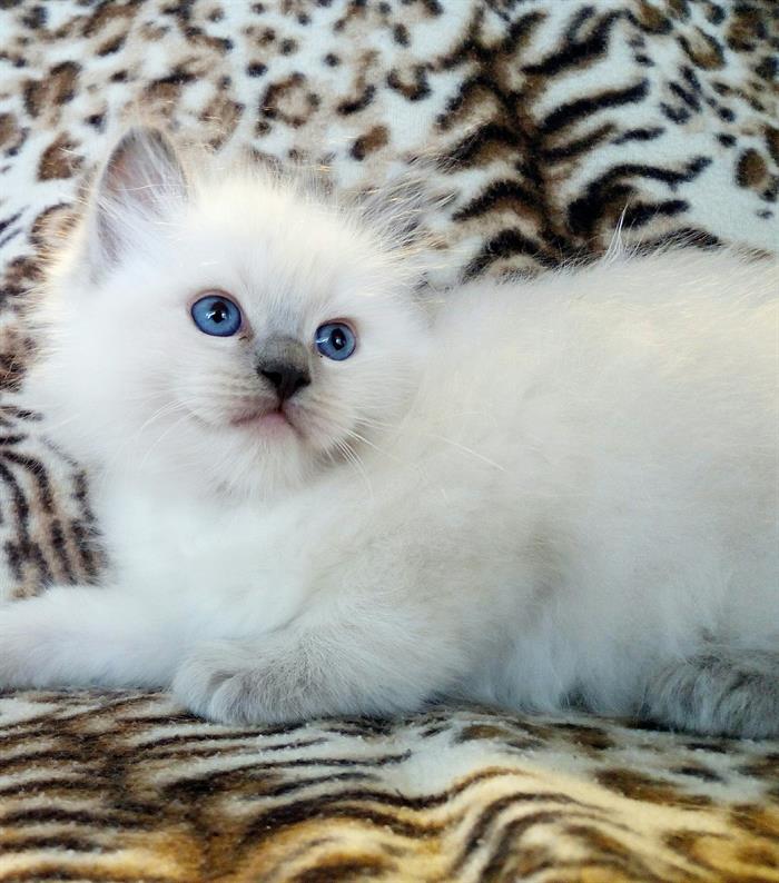 CUCCIOLI RAGDOLL CON PEDIGREE