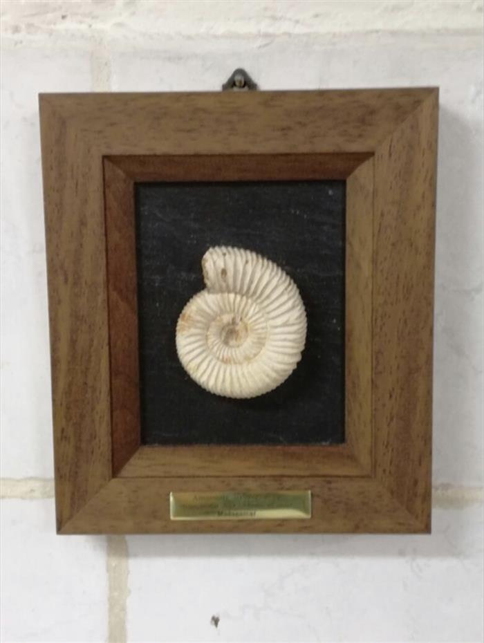 AMMONITE