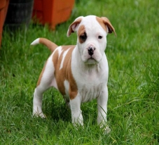 Cuccioli di Amstaff