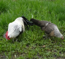 Coppia gallo e gallina phoenix argentato