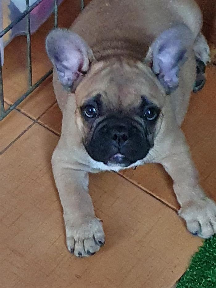 BOULEDOGUE FRANCESE