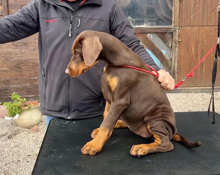 DOBERMANN CUCCIOLI