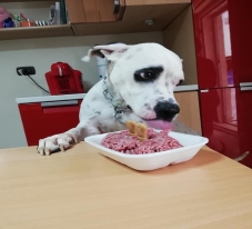 Arturo Dogo Argentino