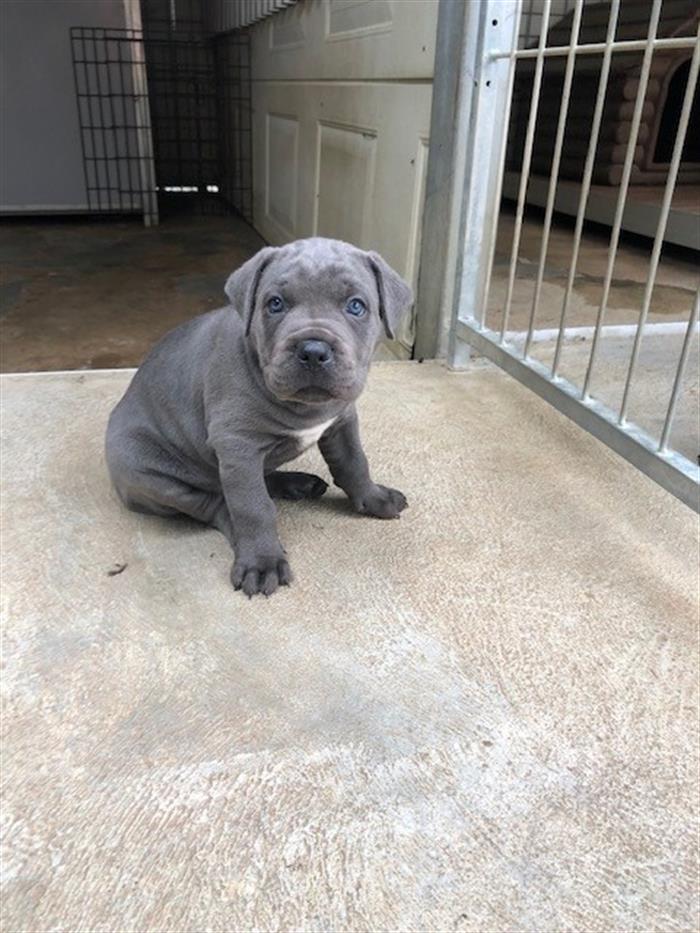 CUCCIOLI DI CANE CORSO CON PEDIGREE