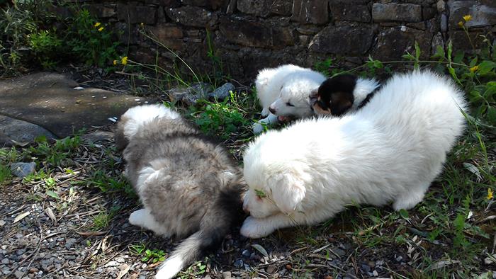 CUCCIOLI