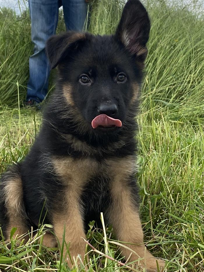 CUCCIOLI DI PASTORE TEDESCO