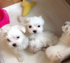 Vendo bellissimi cuccioli di maltese