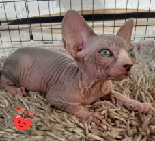 Cuccioli di sphynx bicolor con pedigree enfi 