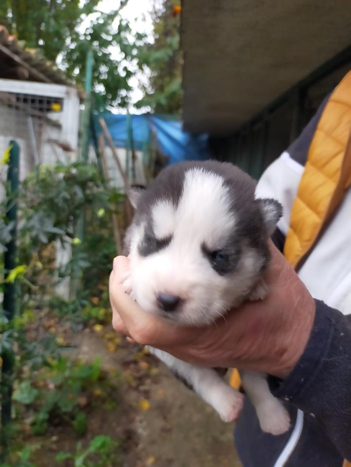 SIBERIAN HUSKY CUCCIOLI