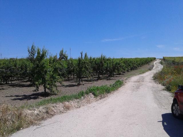 Terreno agricolo in vendita a cerignola sp 231