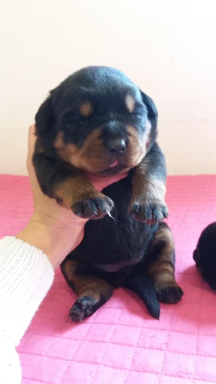 ROTTWEILER CUCCIOLI