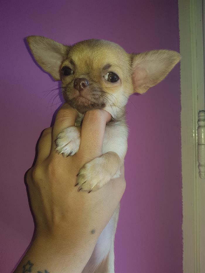 CHIHUAHUA