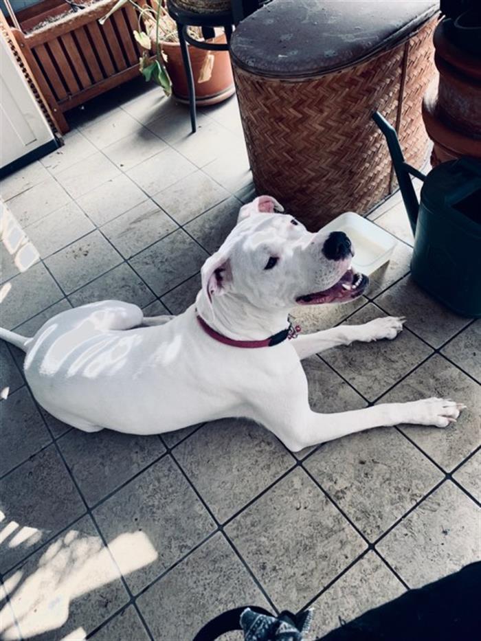 DOGO ARGENTINO FEMMINA