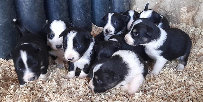 CUCIOLI BORDER COLLIE CON PEDIGREE