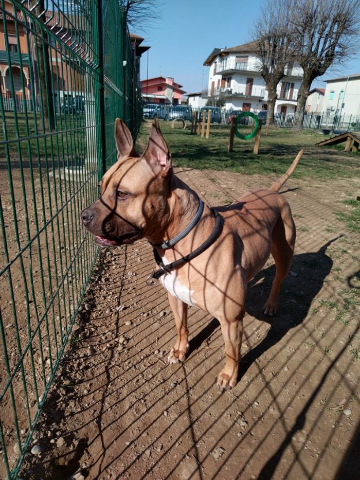 INCROCIO AMSTAFF 4 ANNI