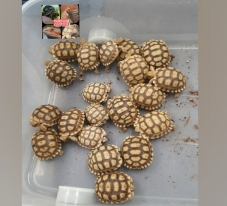 SULCATA BABY 