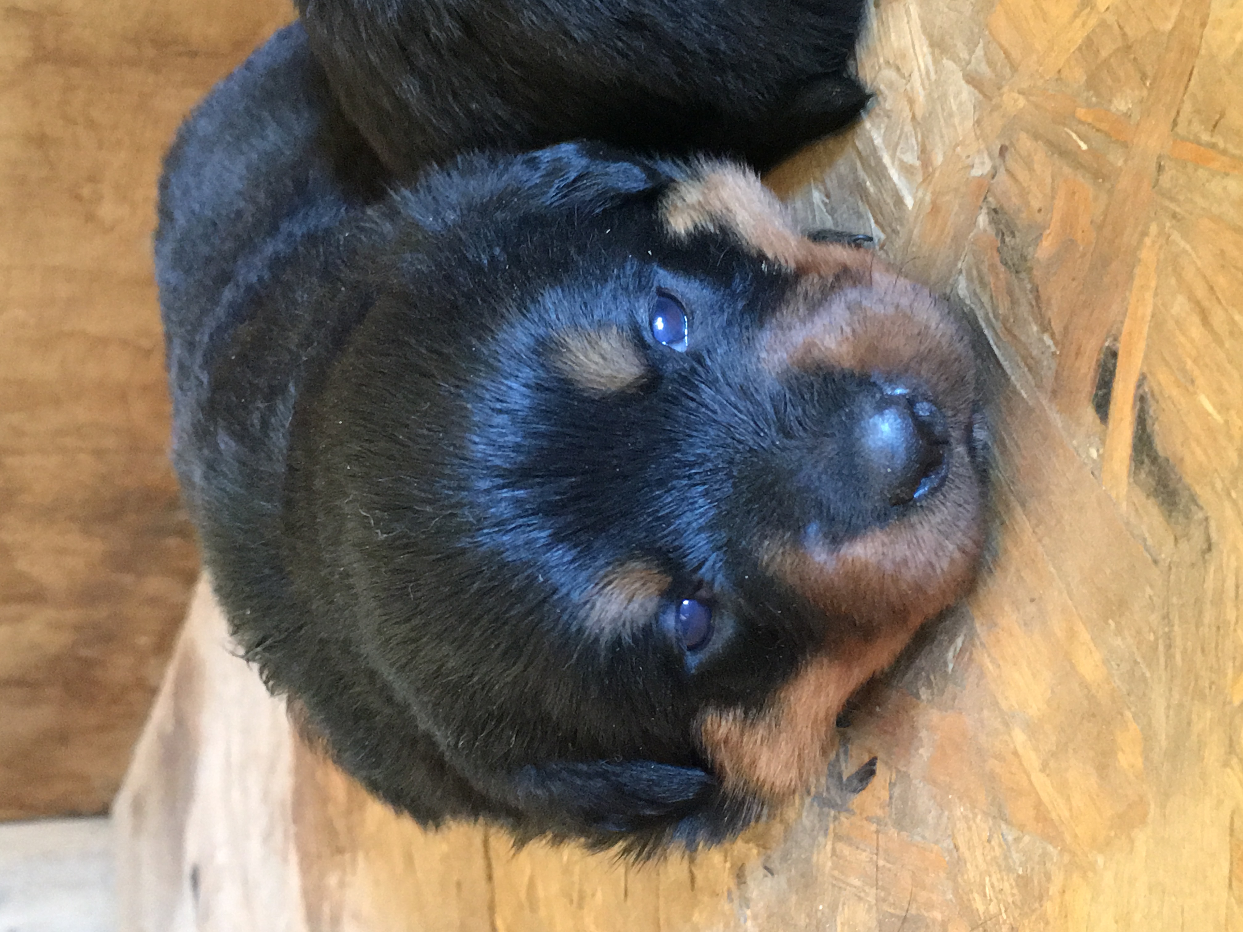 CUCCIOLI DI ROTTWEILER