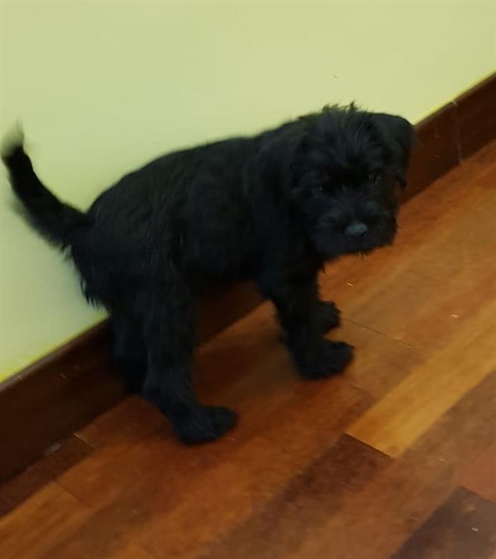 CUCCIOLI SCHNAUZER NANI