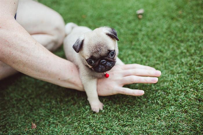 12 SETTIMANE CUCCIOLI DI CARLINO ADORABILE ECCELLENTE PER L`ADOZIONE