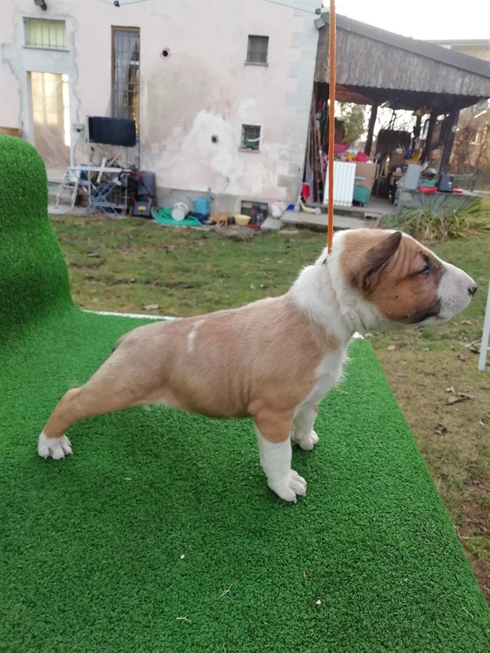 BULL TERRIER MINIATURE CUCCIOLI MASCHI