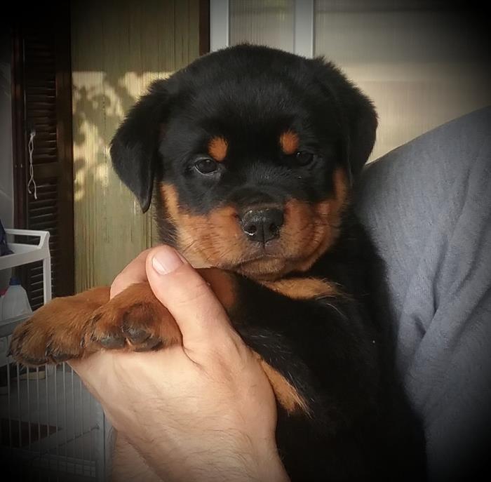 CUCCIOLI ROTTWEILER