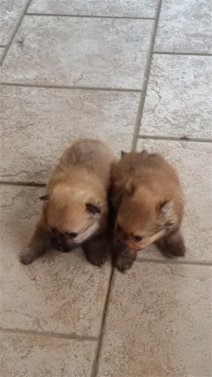 CUCCIOLI VOLPINI DELLA POMERANIA TOY