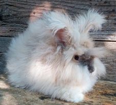 Angora inglese 