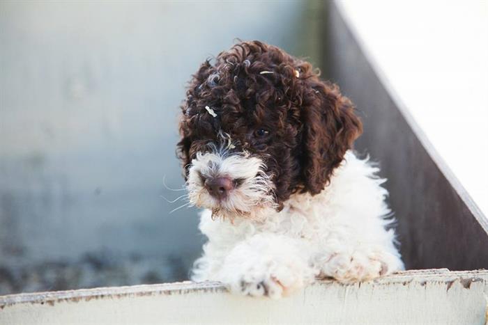 LAGOTTO ROMAGNOLO