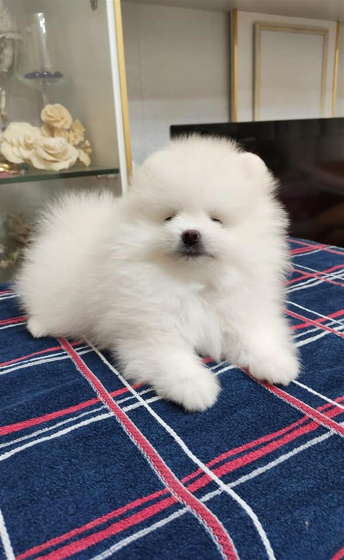 SPITZ POMERANIA DISPONIBILI