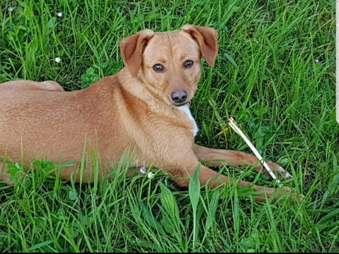 REGALO CAGNOLINA