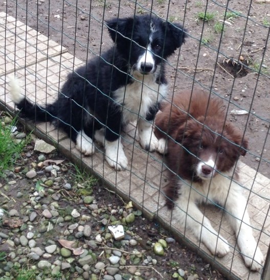 CUCCIOLI DI BORDER COLLIE