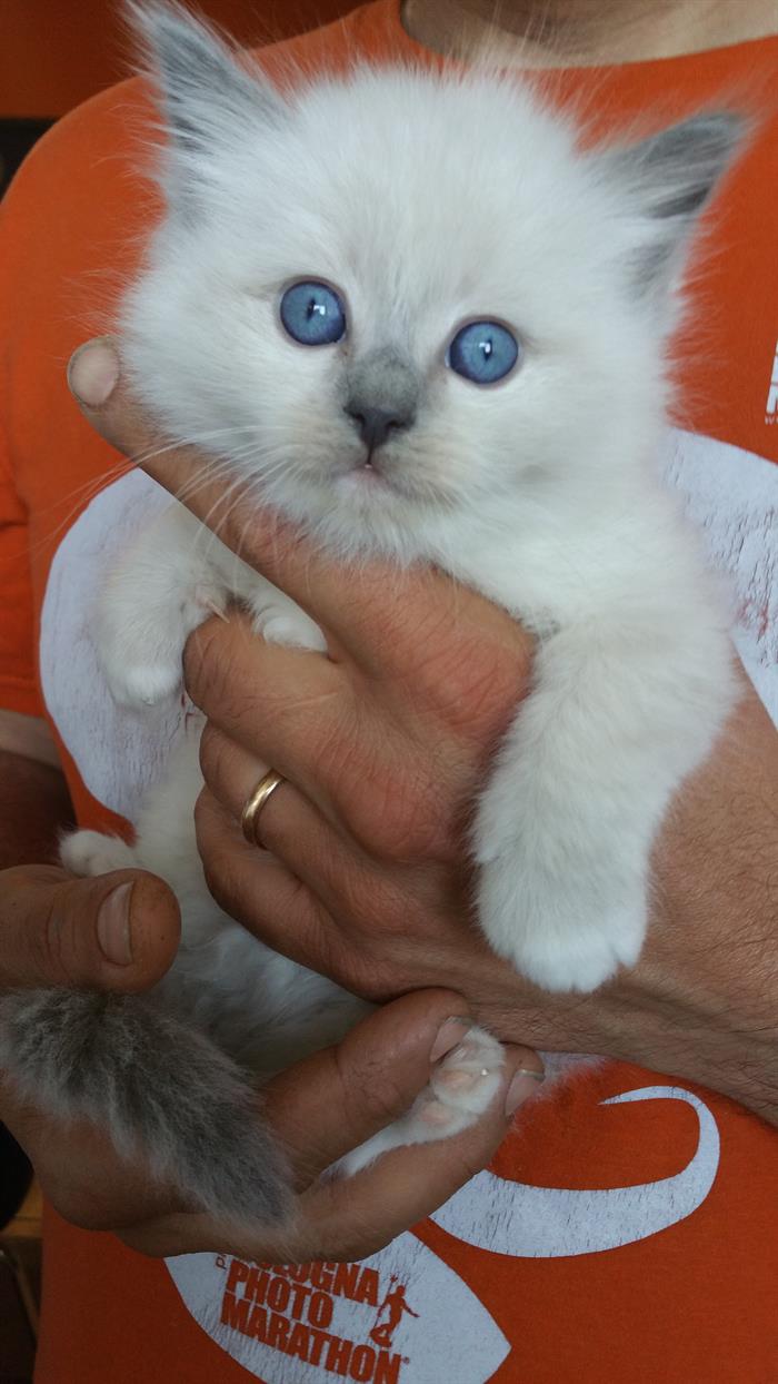 CUCCIOLI RAGDOLL