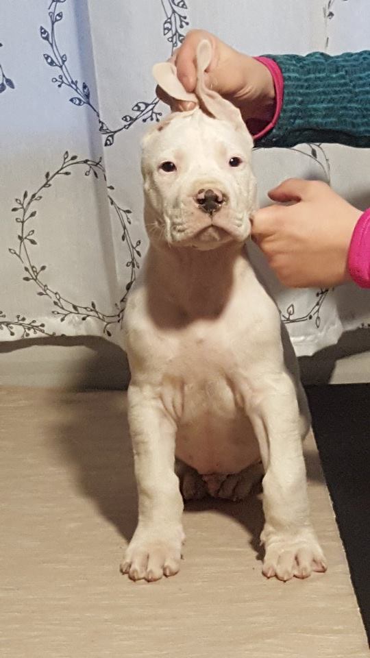 CUCCIOLI DI DOGO ARGENTINO