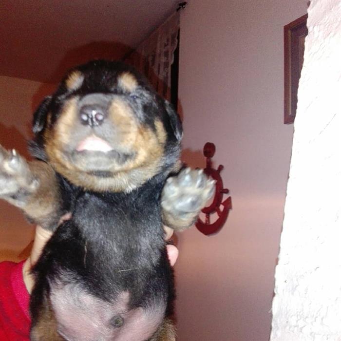 CUCCIOLI ROTTWEILER