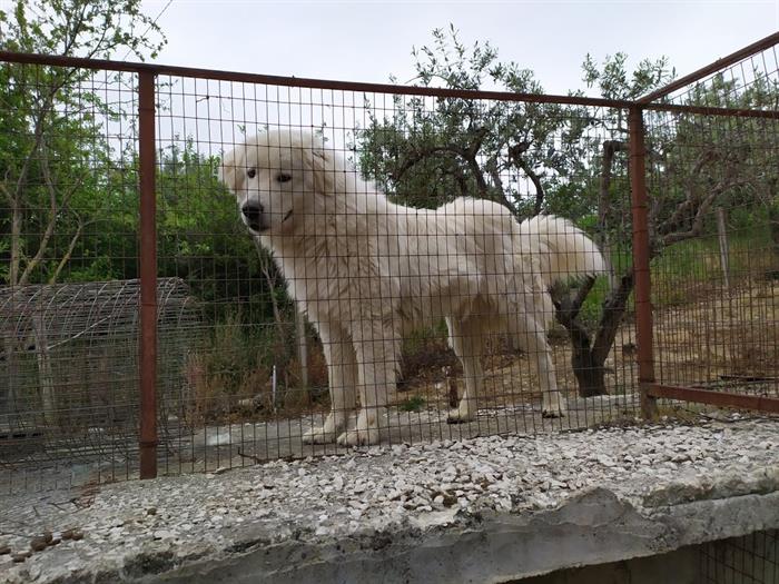 PASTORE MAREMMANO ABRUZZESE