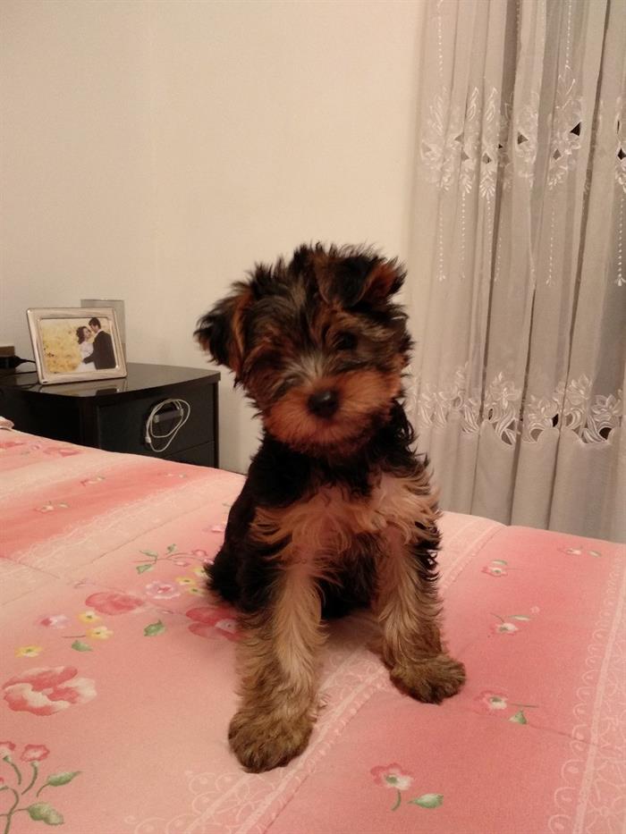 CUCCIOLI YORKSHIRE TERRIER