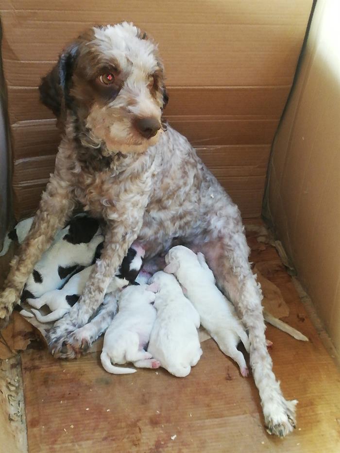 CUCCIOLI LAGOTTO ROMAGNOLO DA TARTUFO