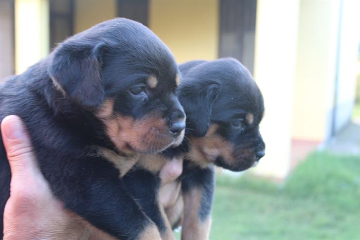 ROTTWEILER CUCCIOLO