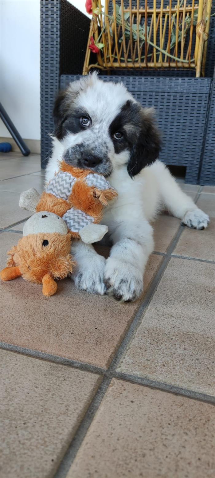 CUCCIOLO DI CANE