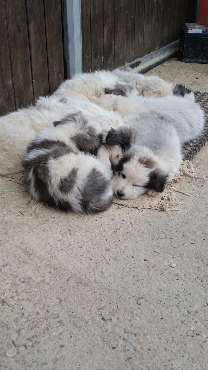 CUCCIOLI PASTORE DEI PIRENEI