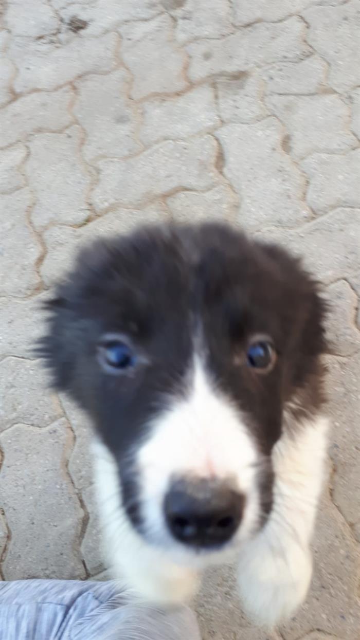 BORDER COLLIE