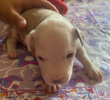 Cuccioli amstaff