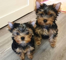 Vendesi adorabili cuccioli di Yorkie