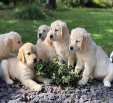 Bellissimi cuccioli di Golden Retriever