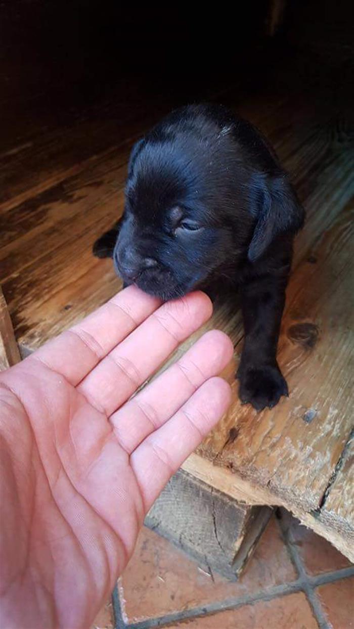 CUCCIOLATA MIX LABRADOR PURO