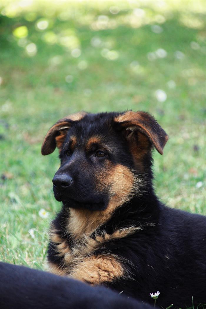 CUCCIOLI DI PASTORE TEDESCO