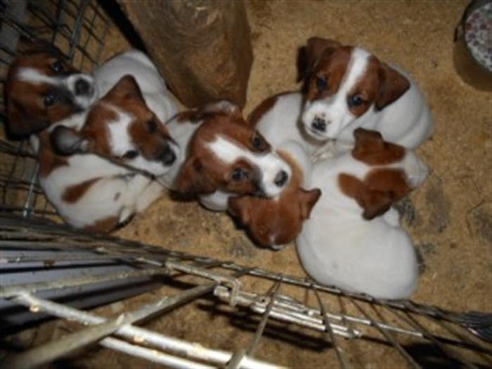 SPLENDIDI CUCCIOLI JACK RUSSELL TERRIER