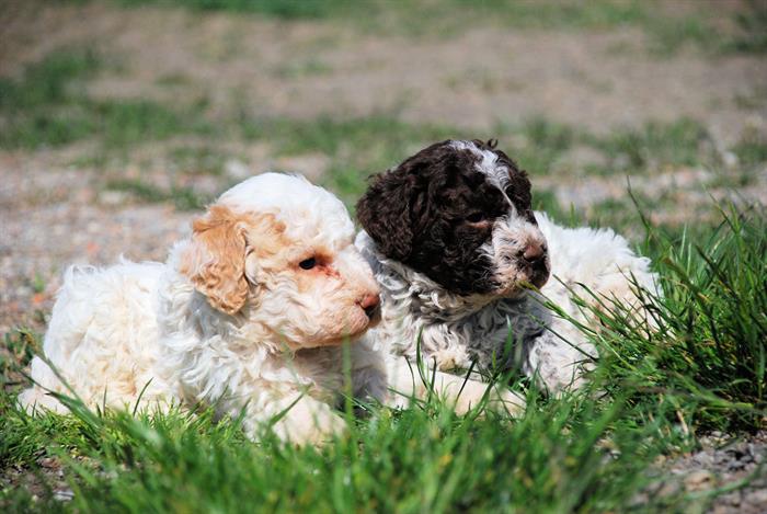 CUCCIOLI DI LAGOTTO ROMAGNOLO